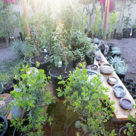 The Greenery Gurus Behind One of L.A.’s Coolest Landscaping Firms Have ...