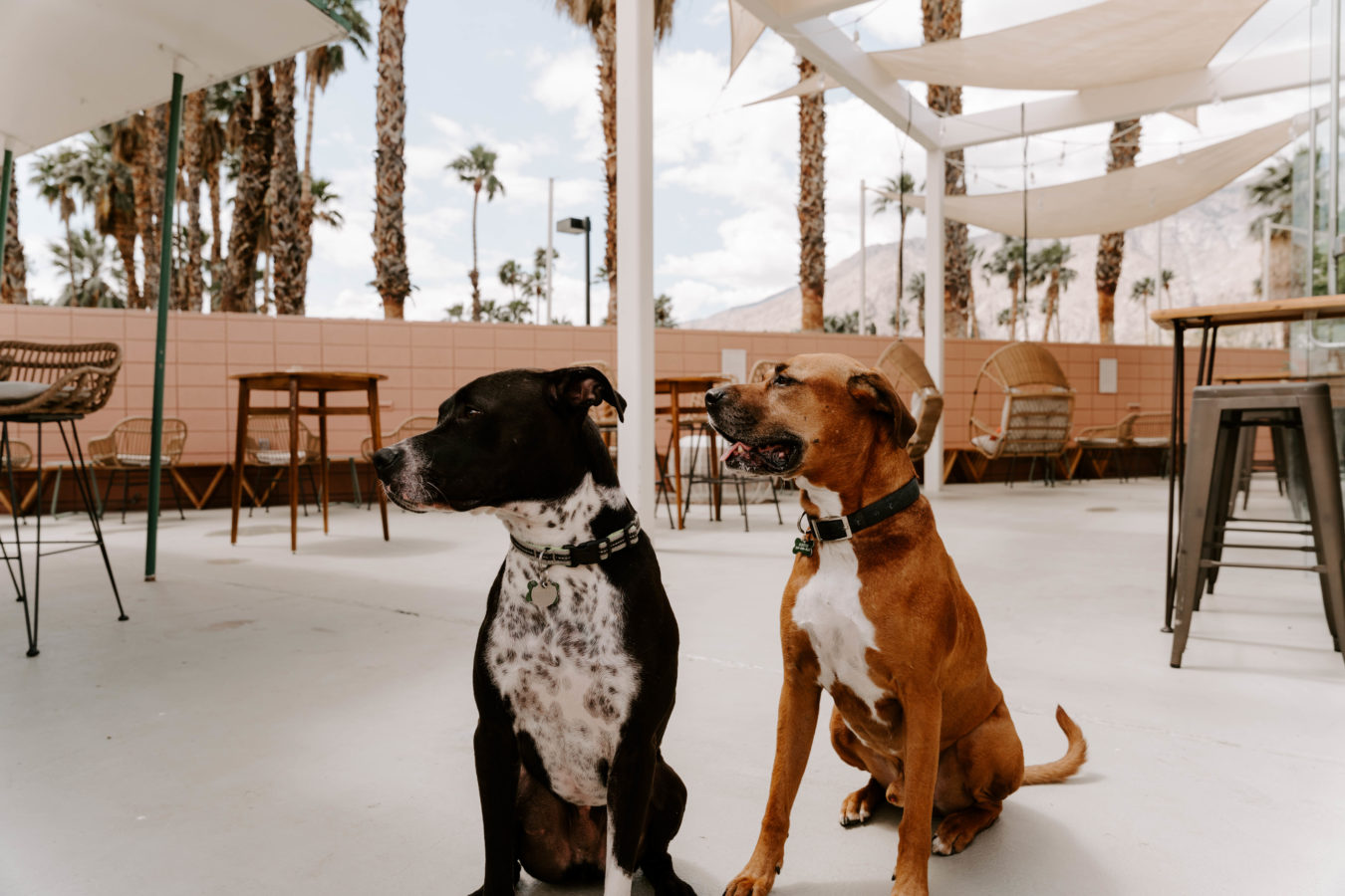 Boozehounds is Palm Springs’ New Dog-Friendly Restaurant