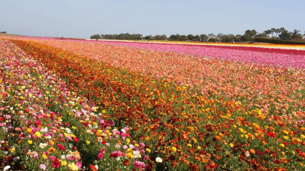 The Flower Fields at Carlsbad Ranch Spring to Life